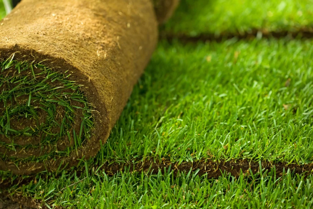 Gazon en rouleau naturel - Greenium